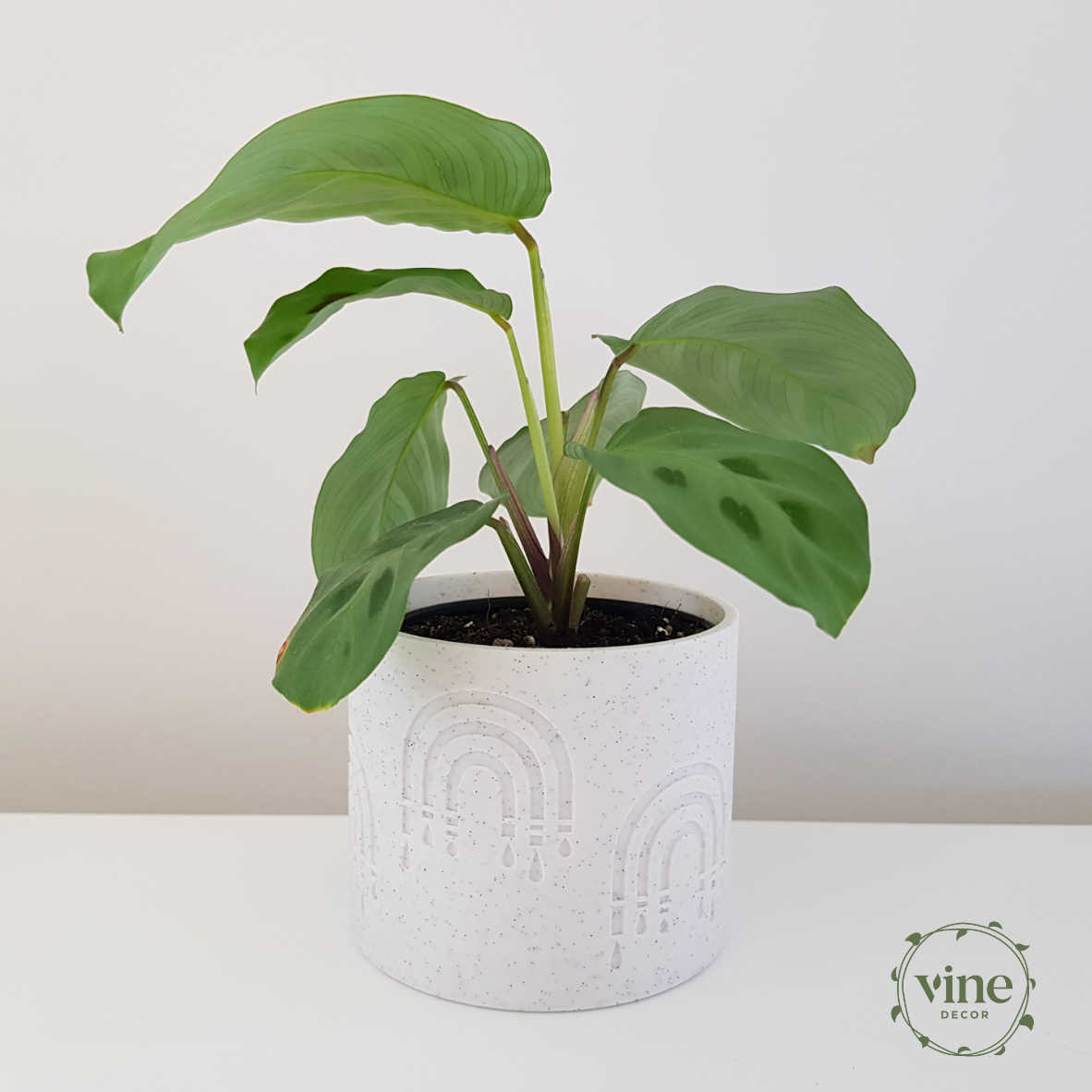 Rainbow Pot - Vine Decor